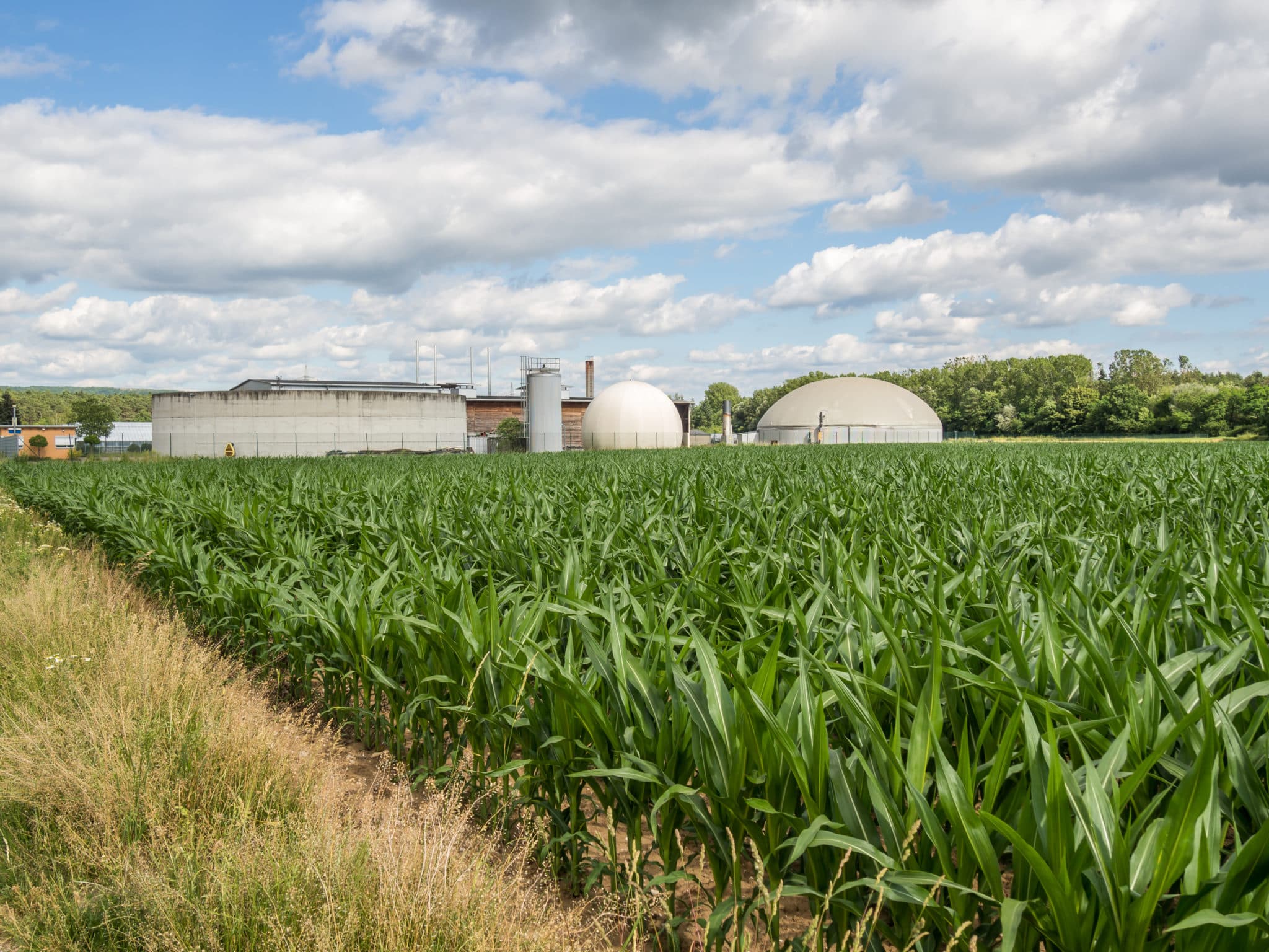 Guidance on sustainable bioenergy crops | ADBA | Anaerobic Digestion ...