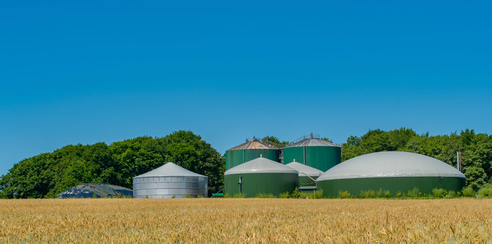 Guidance on sustainable bioenergy crops | ADBA | Anaerobic Digestion ...